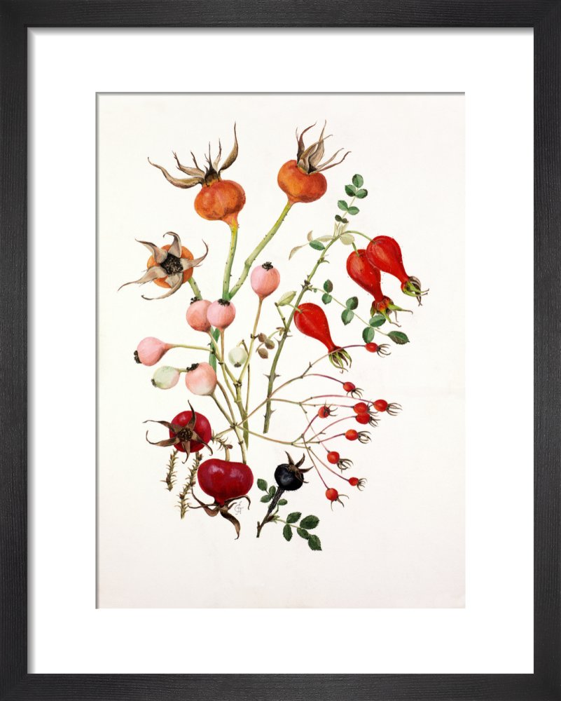 Rose hips – RHS Prints