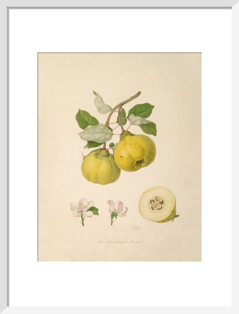 Pear shaped Quince – RHS Prints