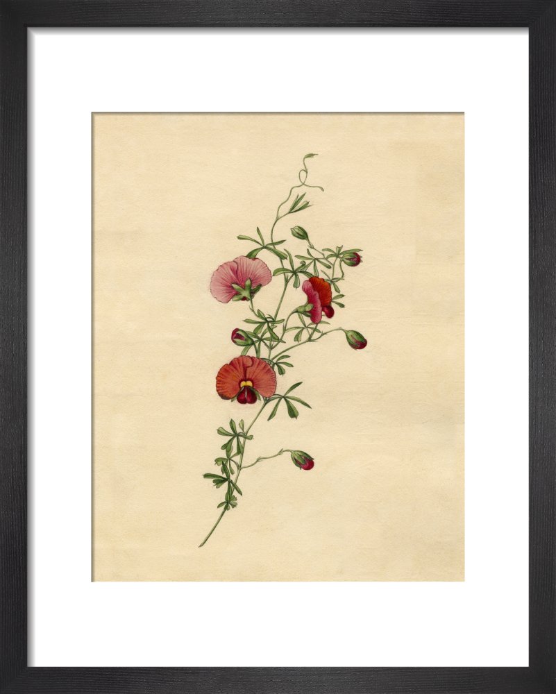 Gompholobium polymorphum – RHS Prints