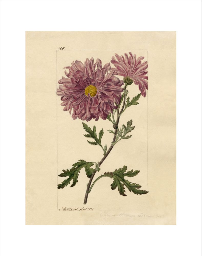 Chrysanthemum indicum – RHS Prints