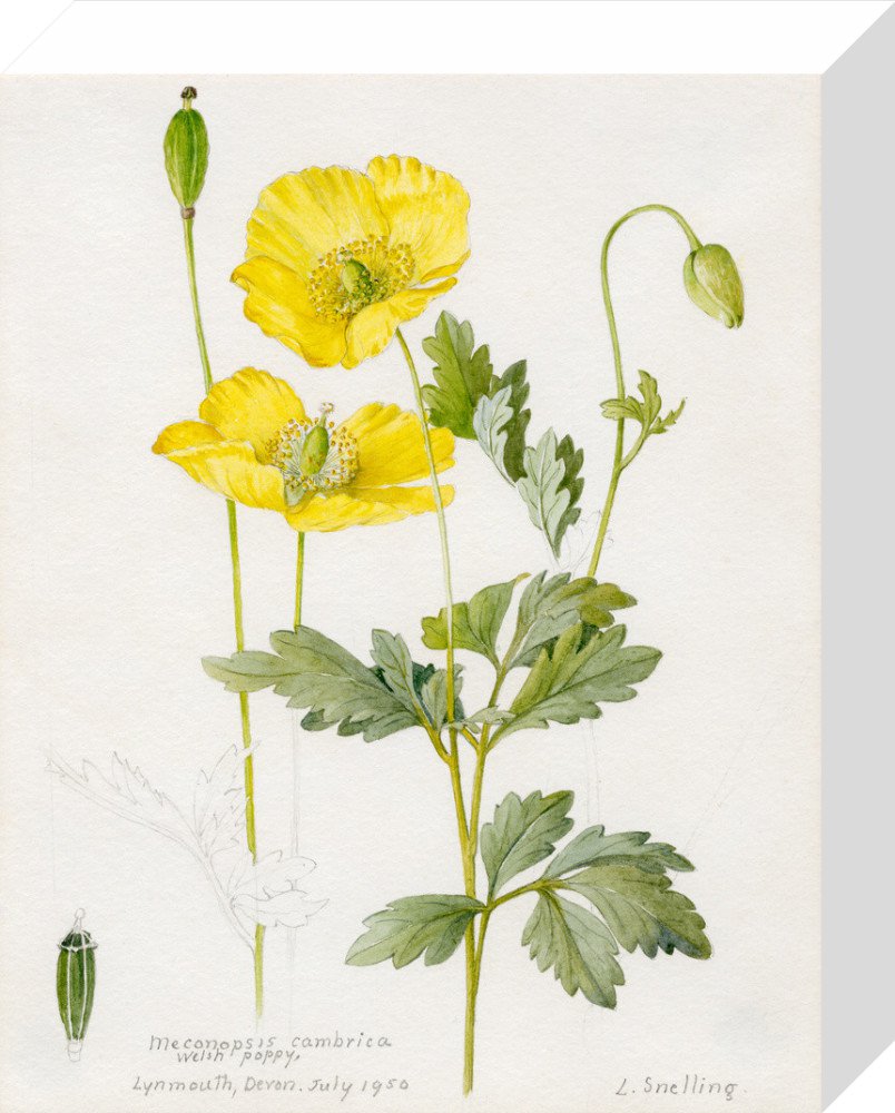 Meconopsis cambrica. Welsh Poppy – RHS Prints