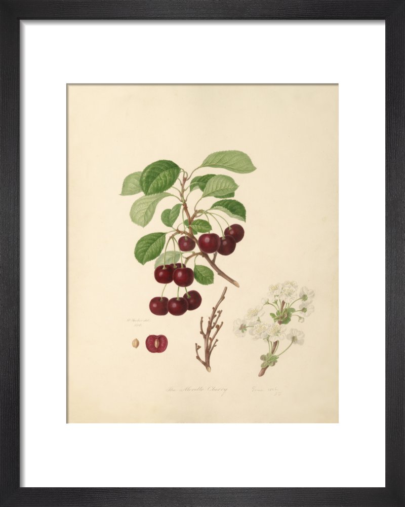 The Morello Cherry – RHS Prints