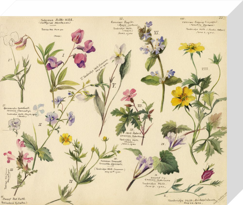 Wildflower composite – RHS Prints