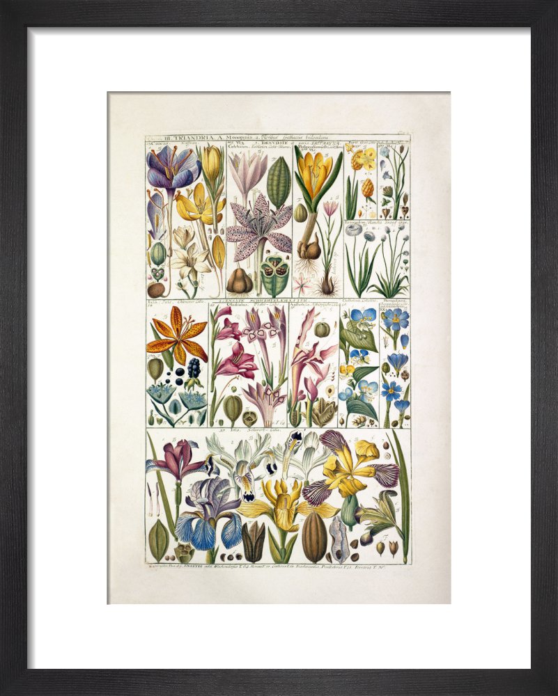 Plate 4 – RHS Prints