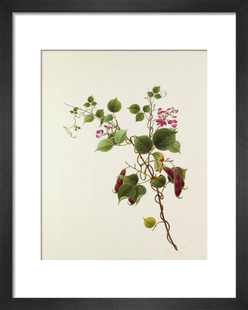 Lablab purpureus – RHS Prints