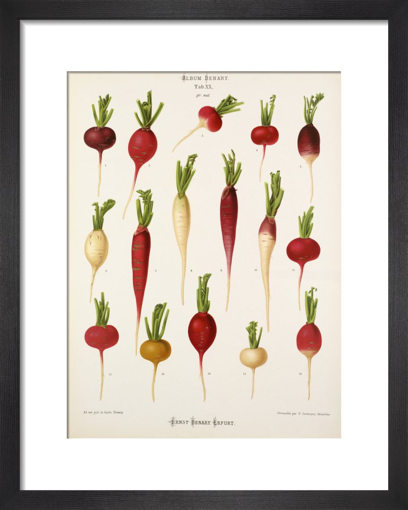 Tab XX – RHS Prints