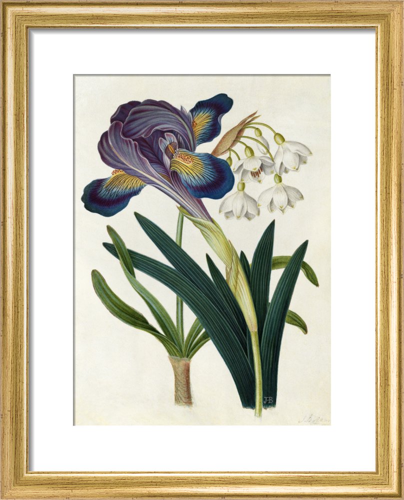 'Painted Iris and Summer Snowdrop' – RHS Prints