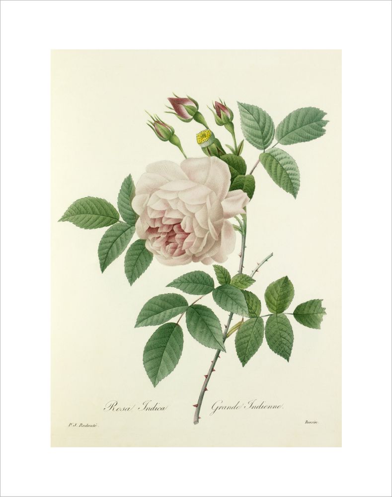 Rosa Indica : Grande Indienne – RHS Prints