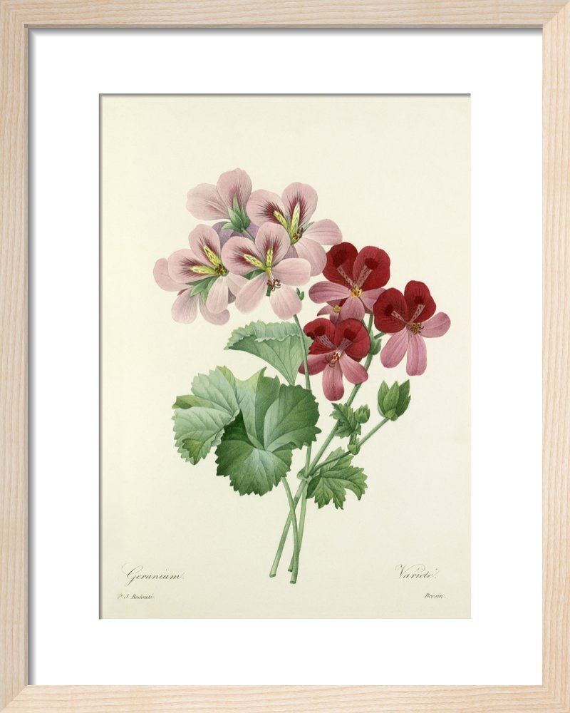 Geranium varieté – RHS Prints