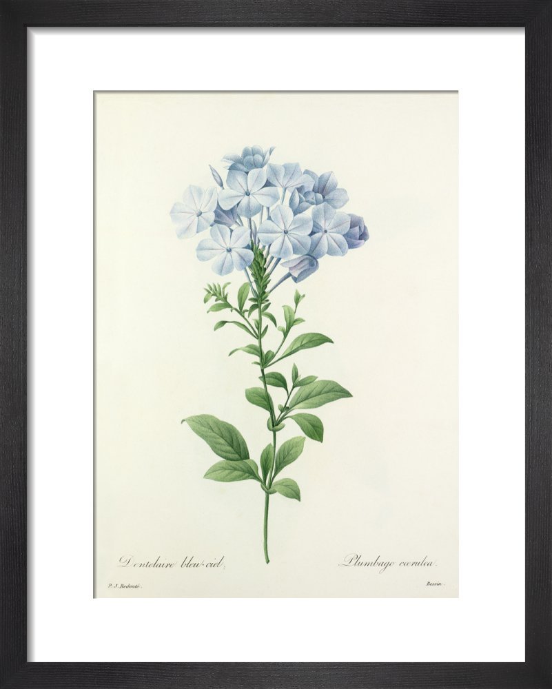 Dentelaire bleu-ciel : Plumbago caerulea – RHS Prints
