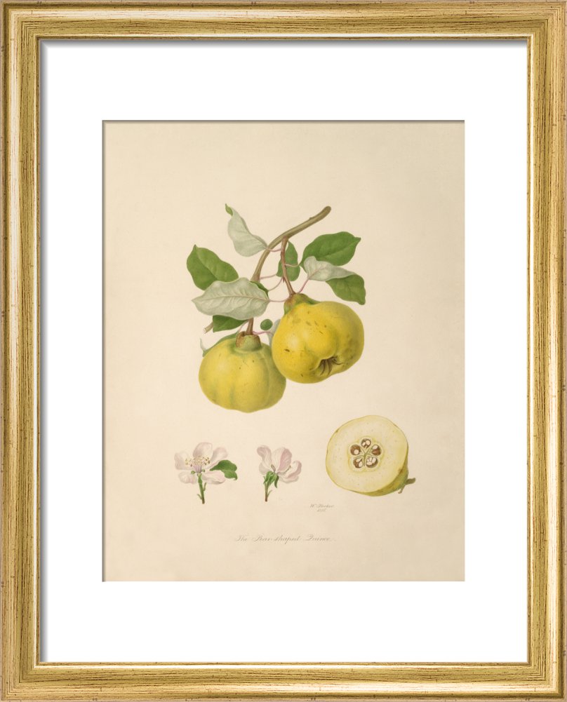 Pear shaped Quince – RHS Prints