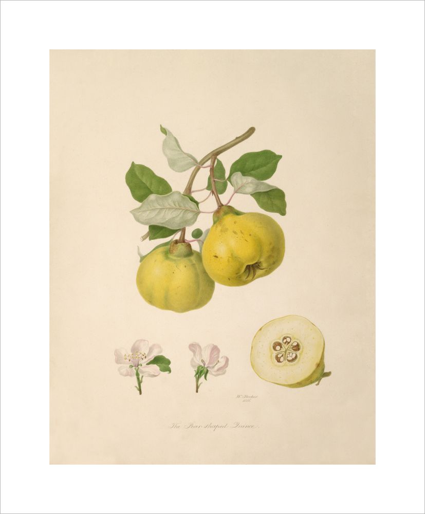 Pear shaped Quince – RHS Prints