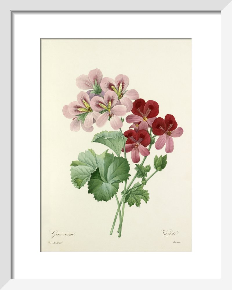 Geranium varieté – RHS Prints