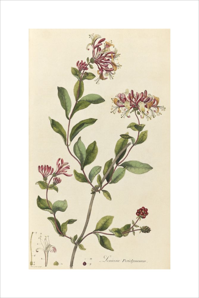 Lonicera periclymenum – RHS Prints