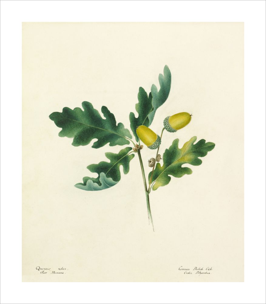 Quercus robur – RHS Prints