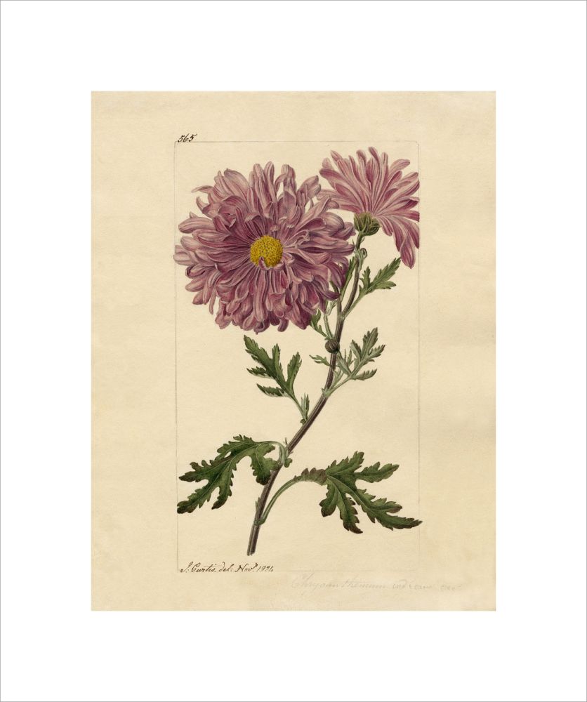Chrysanthemum indicum – RHS Prints