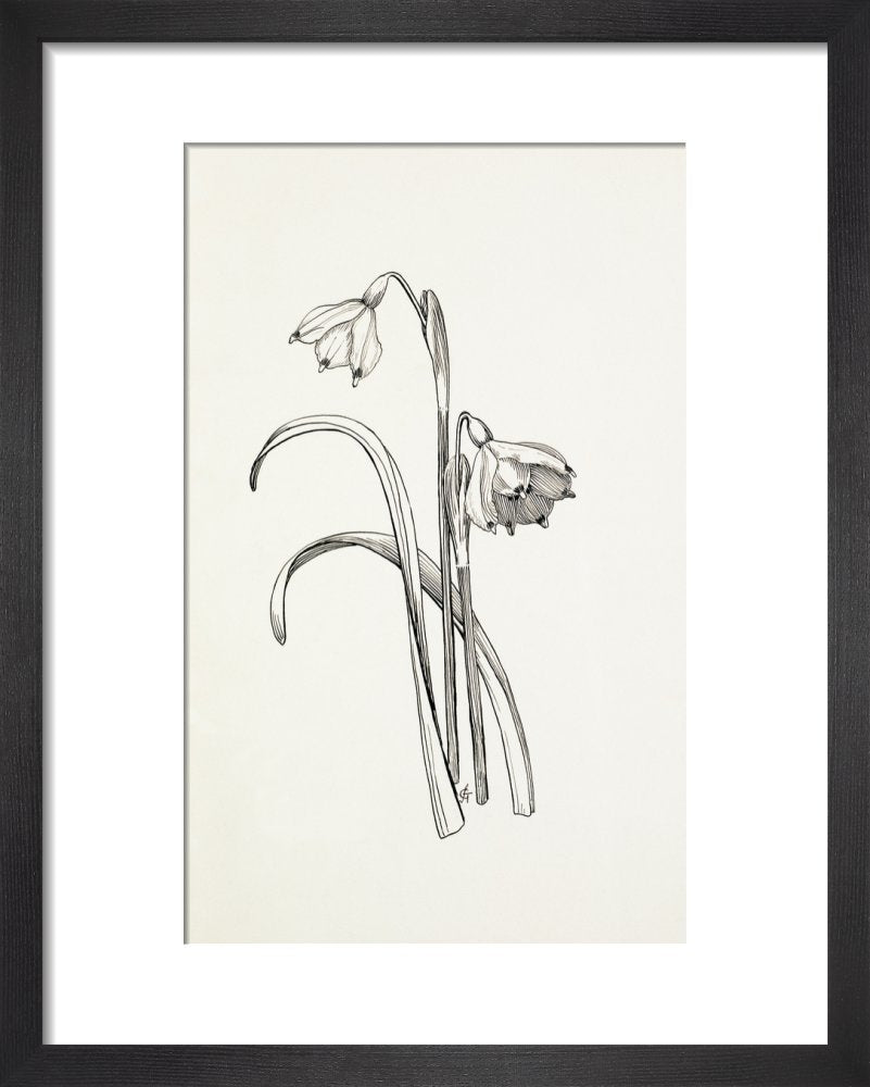 Leucojum vernum – RHS Prints