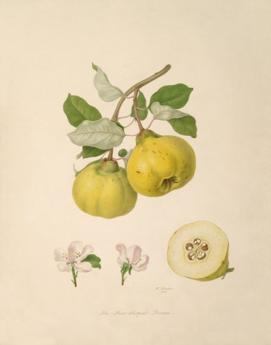 Pear shaped Quince – RHS Prints