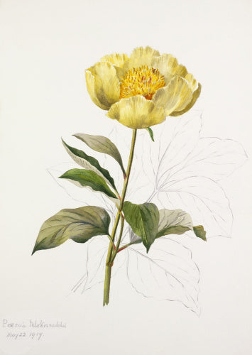 peony drawing reference