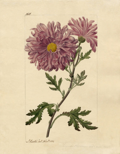 Chrysanthemum indicum – RHS Prints